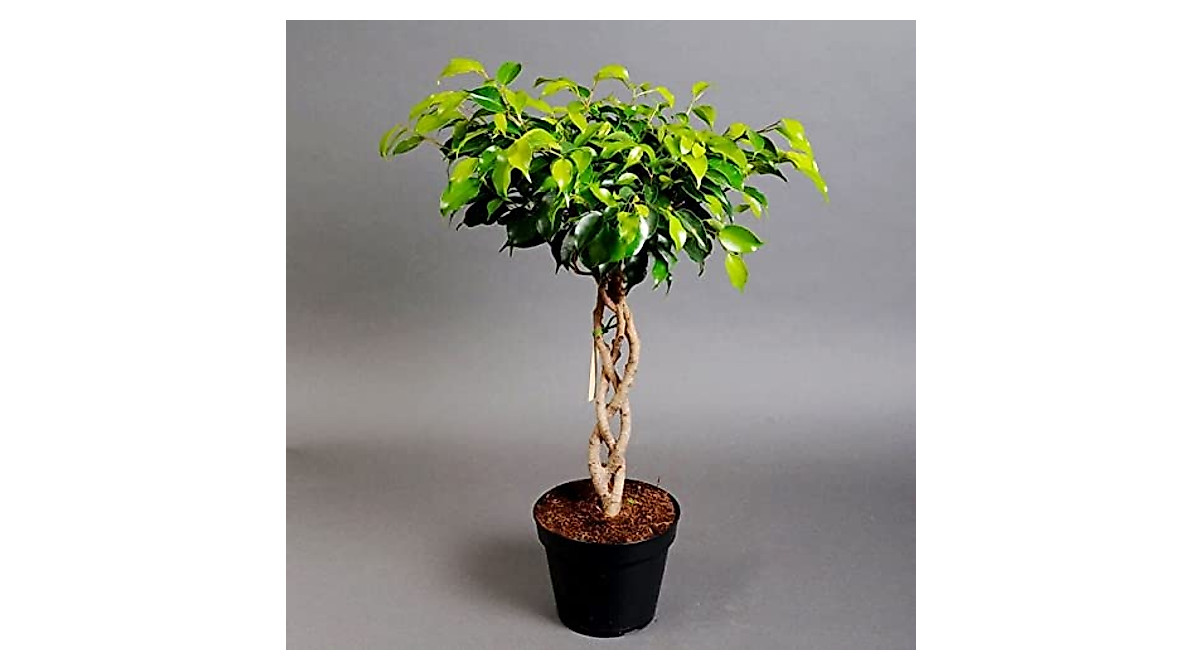 Ficus Benjamina Bonsai Weeping Fig Tree Benjamin Fig Ficus Tree Java ...