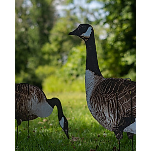 Real-Geese 1 Doz Vivid Series Silhouette Decoys