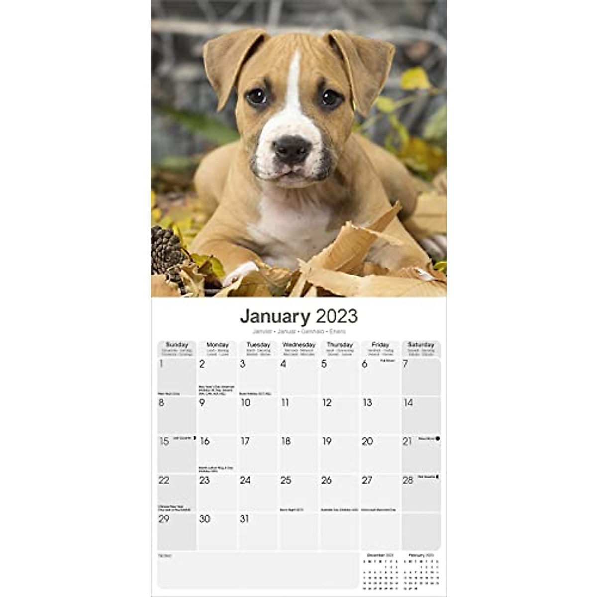 American Staffordshire Terrier Calendar - Dog Breed Calendars - 2022 - 2023 wall calendars - 16 Month by Avonside