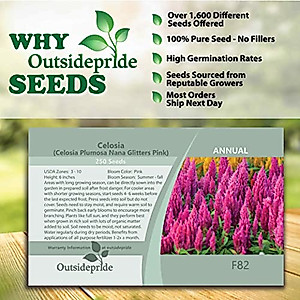 Outsidepride Celosia Pink Plume Plant, Feathery Amaranth Garden Flower Seeds - 500 Seeds