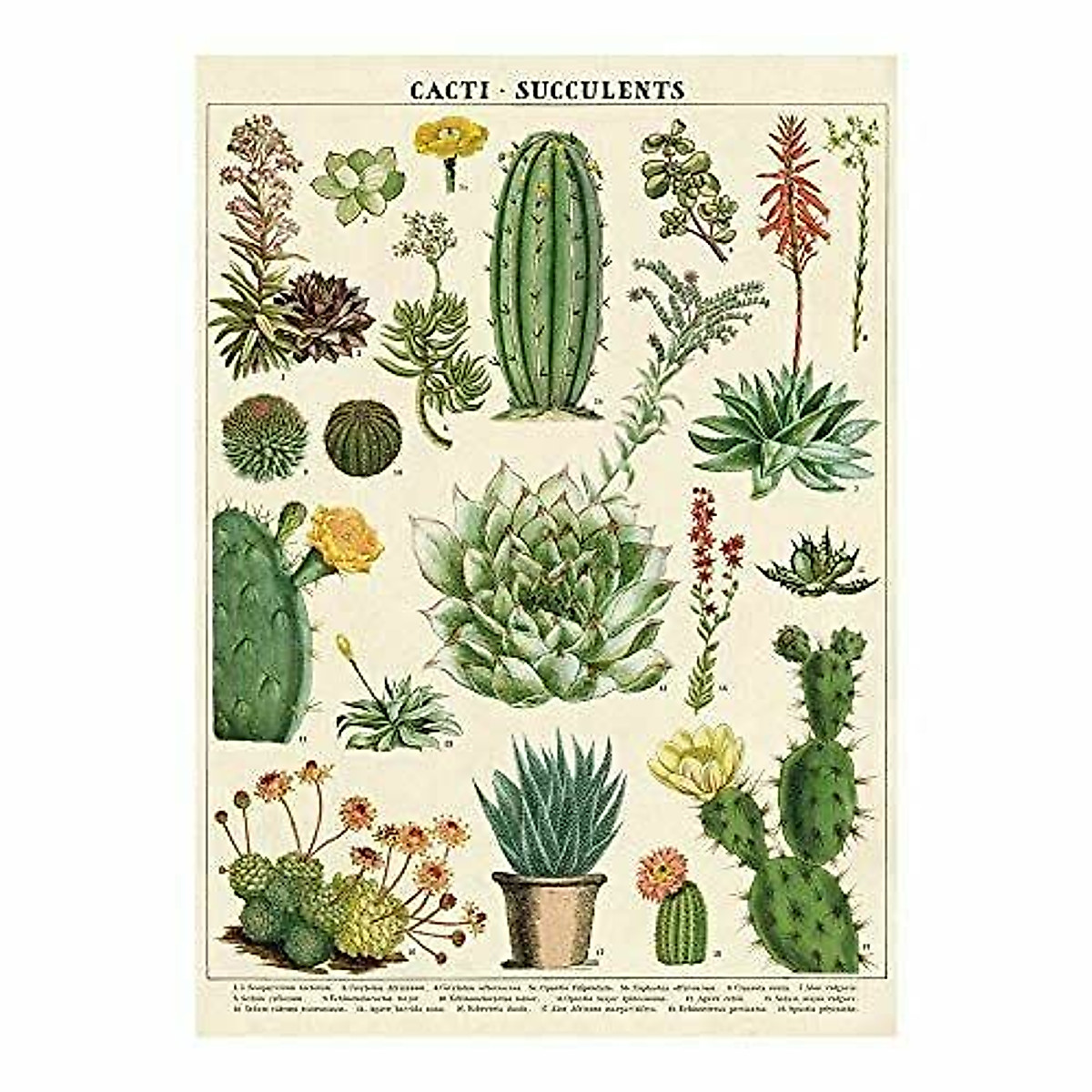 Cavallini Decorative Paper - Cacti & Succulents 20"x28" Sheet Decorative Paper - Cacti & Succulents 20"x28" Sheet