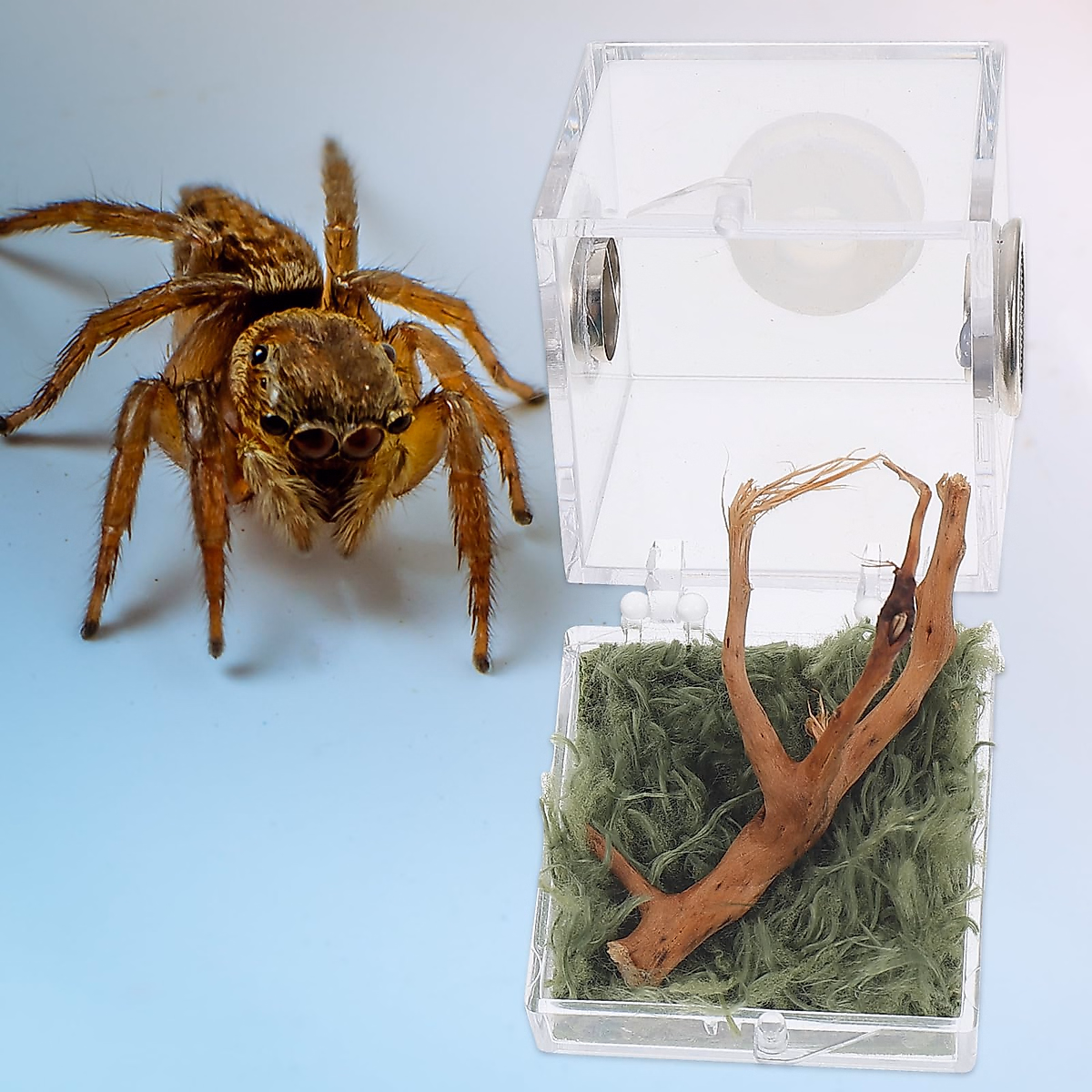 VILLCASE Glass Containers Spider Terrarium, Acrylic Reptile Breeding Box Jumping Spider Enclosure with Dropper Tongs for Tarantula Scorpion Sling Snake Gecko Amphibia