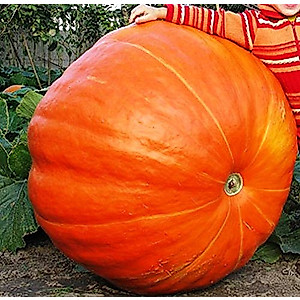 Giant Pumpkin Titan 10 Seeds for Planting Large Oversized Squash Gourd Non-GMO