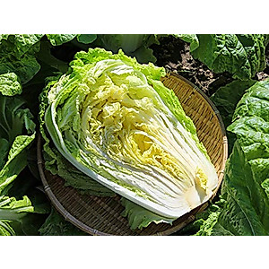 Gaea's Blessing Seeds - Chinese Cabbage Seeds - Michihili Heirloom - Non-GMO Seeds with Easy to Follow Planting Instructions - Open-Pollinated High Yield Heirloom 94% Germination Rate