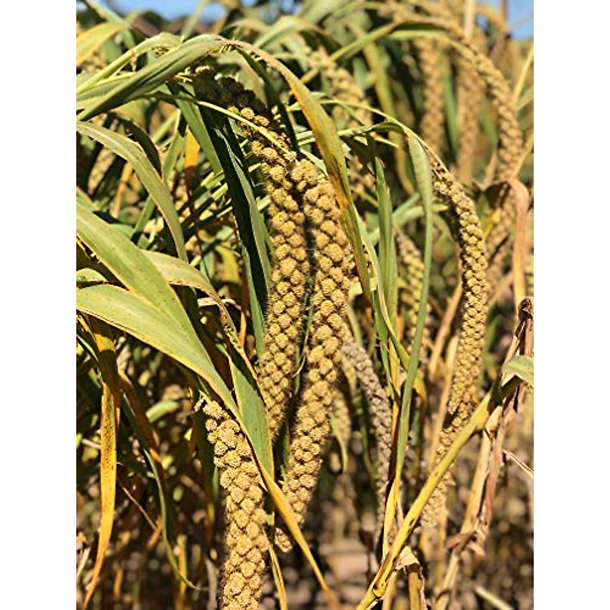 Nemeth Farms Worlds Freshest Sun-Dried Spray Millet Non-GMO and Pesticide Free (No Stems Only Edible Tops) Healthy Bird Treat and Supplement for All Pet Birds Keets Cockatiels Finches-1lb