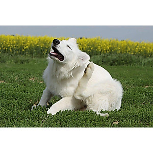 I Love My Pets Dog itching Skin Relief Supplements - Dog Allergy Relief - Itch Relief - Premium Quality - Dog Allergy Itchy Paws - 1 Bottle (75 Treats)