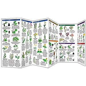 Edible Wild Plants: A Folding Pocket Guide to Familiar North American Species (Nature Observation North America)