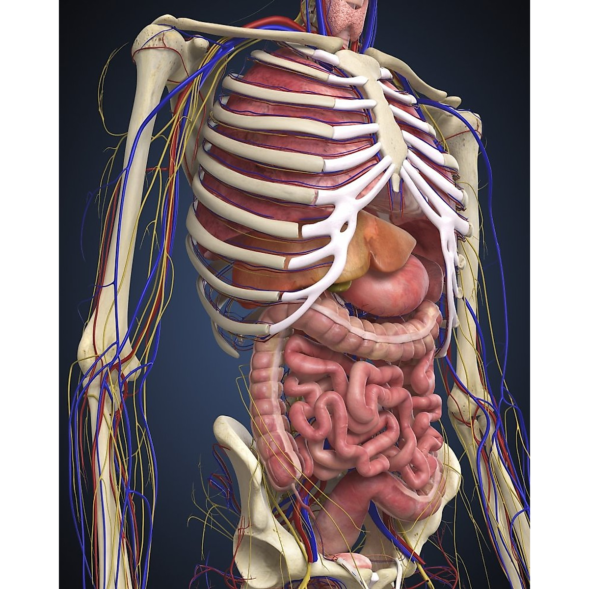 Posterazzi Human midsection with internal organs Poster Print, (12 x 16)