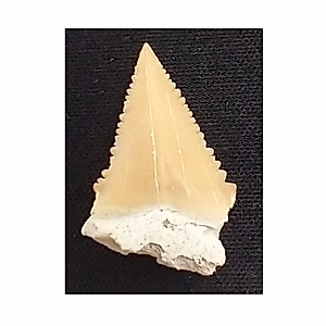 Universal Specialties Shark Teeth in Bag Genuine Fossilized Specimens Perfect for Classroom Lessons Arts and Crafts Necklaces and Play Excavation Sites Real Authentic Eocene Morocco Tooth Approx. 30