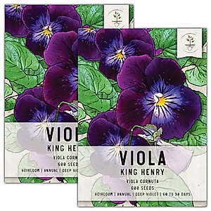 Seed Needs, King Henry Viola Seeds - 600 Heirloom Seeds for Planting Viola cornuta - Dark Colored Blooms for a Gothic Garden, Attracts Pollinators (2 Packs)