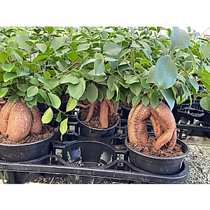 BubbleBlooms Ficus microcarpa Chinese Banyan Bonsai Tree in a 6 inch Pot