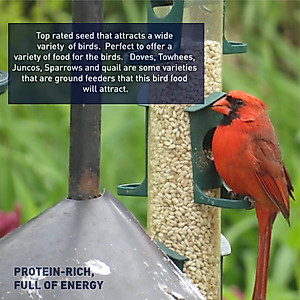 EasyGoProdcuts Sunflower Kernels – Medium Sun Flower Wild Bird Seed Chips 50 lb