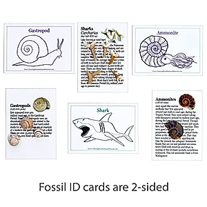 DANCING BEAR FOSSIL COLLECTION Kit (12 Different Types of Specimens): Trilobite, Dinosaur Bone, Shark teeth, Coprolite (fossilized Turtle Poop) Fossil ID Book, Magnifying Glass, STEM Science Set, Made in the USA