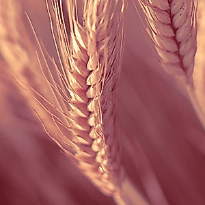 naissance Virgin Wheatgerm Oil 8 fl oz - Pure & Natural, Cold Pressed, Vegan, Hexane Free, Non GMO, Cruelty Free - Moisturising for Dry and Damaged Skin