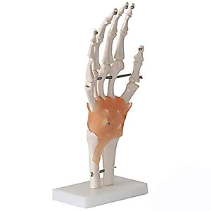 GagalU Hand Joint Model, Human Hand Joint Anatomical Skeleton with Skin Model Life Size, Teaching Supplies Doctors Office Educational Tool for School,Education