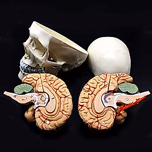 XINDAM Human Skull with Brain Anatomical Model 8-Part Life-Size Anatomy for Science Classroom Study Display Teaching Medical Model