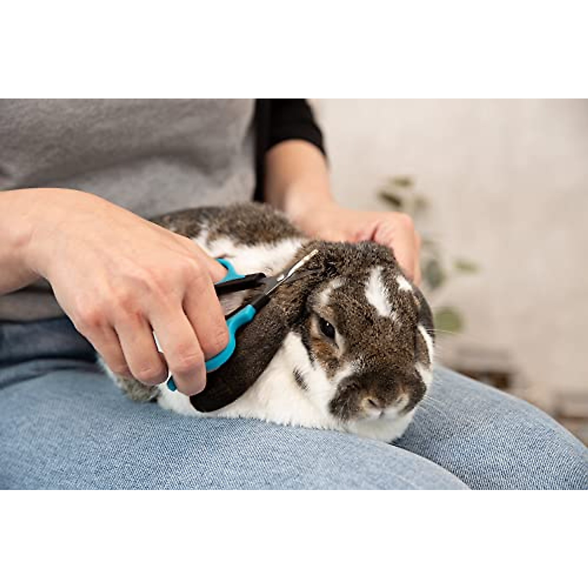 TRIXIE Pet Grooming Scissors, For Dogs and Cats, Pet Face, Nose, Ears, and Paw Hair, Round Tip, 3" ( 8cm)