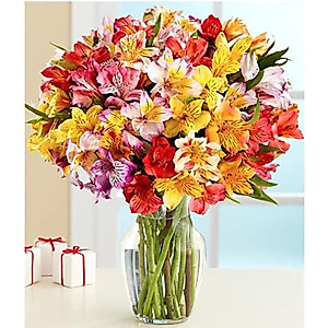 BloomsyBox: 24 Multicolored Alstroemeria Bouquet Flowers, Two Dozen, Long Lasting & Hand-Tied, Farm Fresh Cut Flowers Bouquet, birthday flowers,anniversary Flowers | No Vase