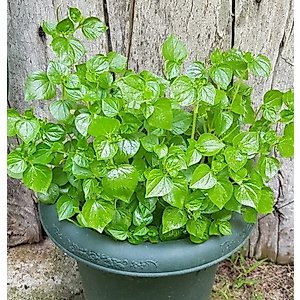 5000 Crab Claw Seeds - Rau Cang Cua - Herb Peperomia Pellucida Pansit Pansitan Shiny Bush | Non GMO | Organic | Heirloom | High Germination Rate