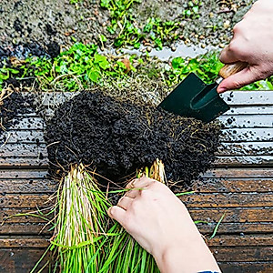 1000+ Lemongrass Seeds for Planting - Perennial Plant Outdoor Indoor Home