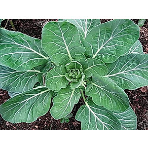 100+ Giant Collard Georgia Southern Seeds Herb Collards Heirloom Non-GMO from USA