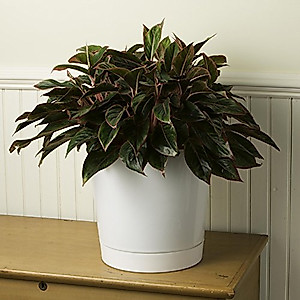 Novelty Majestic Full Depth Cylinder Pot, Glossy White, 12-Inch (10122)