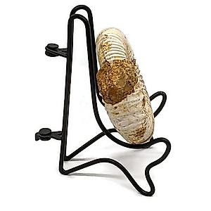 Ammonite Fossil with Stand. Genuine Ammonite from Madagascar.
