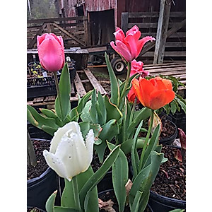 Tulip Bulbs - Landscaper Mix - 100 Bulbs, Mixed, Container Garden, Cut Flower Garden, Deer Resistant, Easy to Grow Maintain, Fragrant