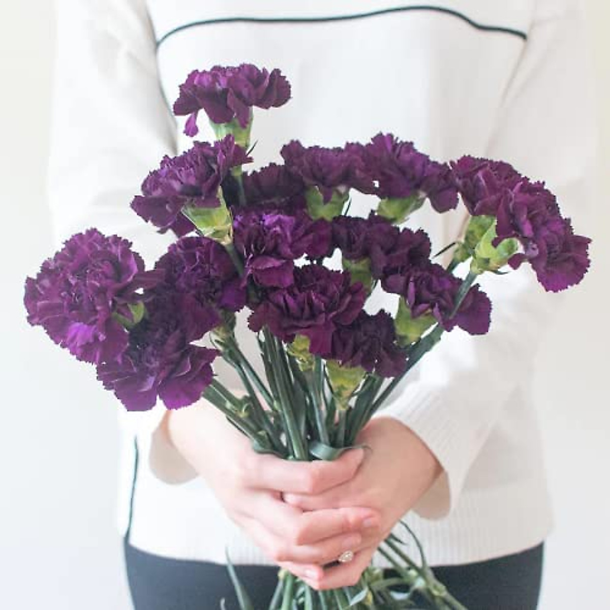 CHUXAY GARDEN Dark Purple Carnation Seed,Dianthus Caryophyllus 100 ...
