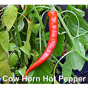 PLEASE READ! THIS IS A MIX!!! 30+ Hot Pepper Mix Seeds, 16 Varieties Heirloom NON-GMO Habanero, Tabasco, Jalapeno, Yellow and Red Scotch Bonnet, Ships from USA! US Grown.