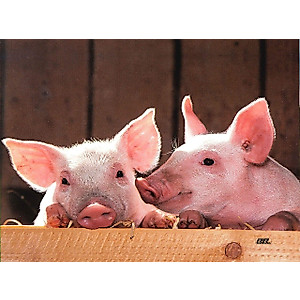 Farm Animal Pig Barnyard Kitchen Glass Cutting Board Barn Decorative Gift Farmhouse Ranch Piglets Design