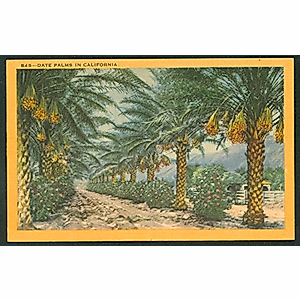 Date Palms California Vintage Linen Postcard