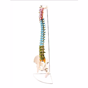Wellden Medical Anatomical Super Flexible Spine Model with Pelvis and Femur Heads, Color Coded, Life Size