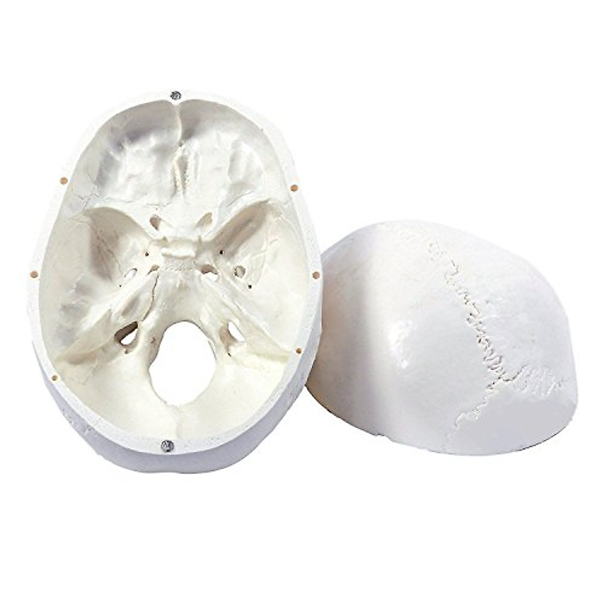 Wellden Medical Anatomical Skull Model, 4-Part, with Lower Jaw 16 Teeth Extractable