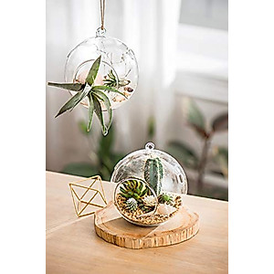 Mkono 2 Pack Glass Hanging Planter Air Fern Holder Terrarium Plants Hanger Vase Home Christmas Decoration Gift Idea for Succulent Moss Tillandsias Air Plants, Globe and Teardrop