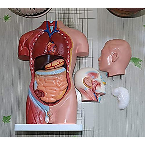 Human Torso Body Anatomy Model - 11 inch, 15 Parts Organ Structure Model for School Medical Education