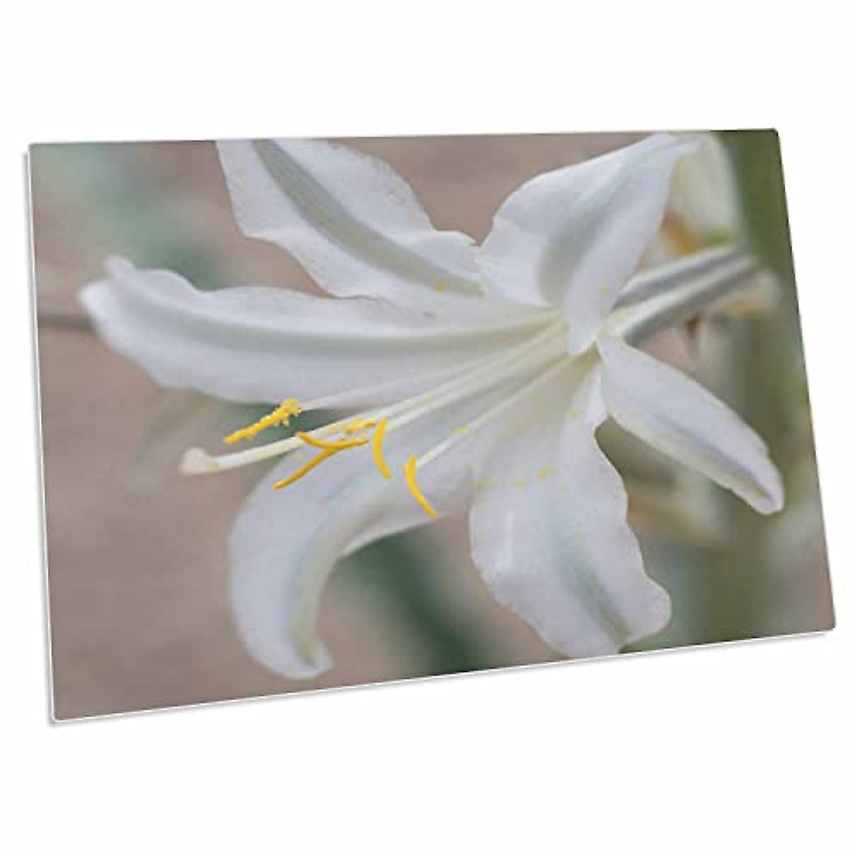 3dRose California. Desert Lily Growing in Anza Borrego Desert... - Desk Pad Place Mats (dpd-278611-1)