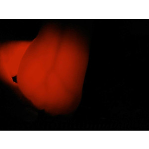 OTICA Pediatric LED O Shape Vein Finder