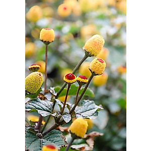 Toothache Plant Seeds to Grow - 150+ Seeds of This Exotic Wonder - Buzz Button Edible Flower Seeds
