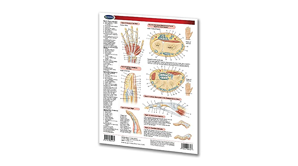 Human Hand Anatomy Chart - Quick Reference Guide for Medical Professionals