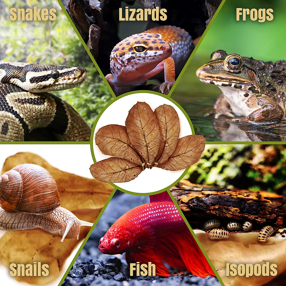 SunGrow Leaf Litter for Snakes, 10 Pcs Medium Indian Almond Catappa Leaves Substrate Maintain Humidity in Corn Snake and Ball Python Terrarium, 7-8 Inches, Reptile Tank Decor Accessories