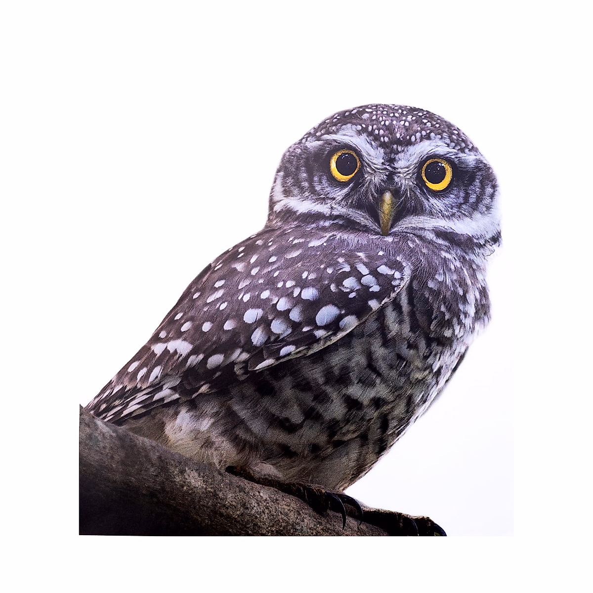 ROLY BEE 8.2 x 8.2-inch Realistic Owl Removable Vinyl Sticker for Windows (or Any Flat Surface)