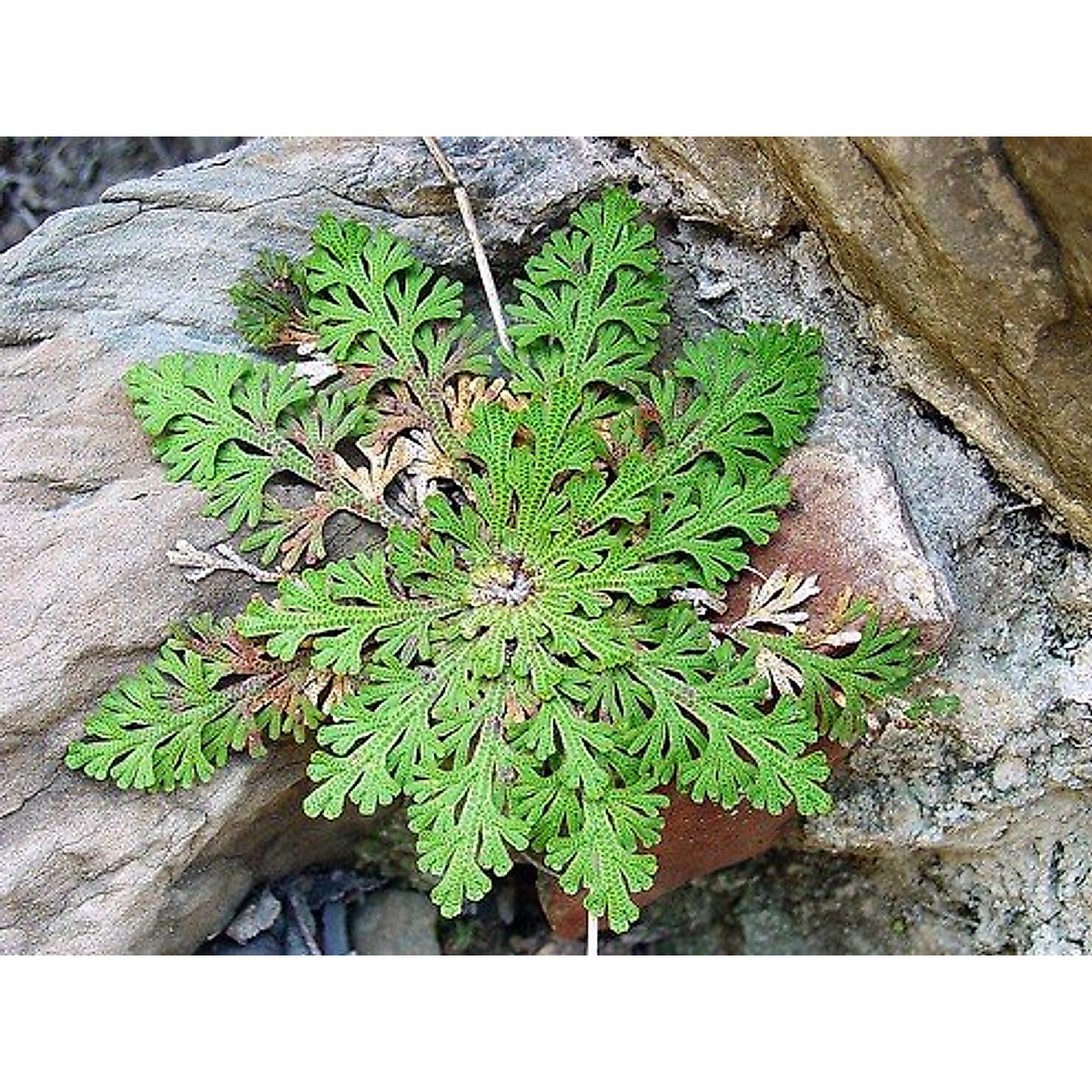 Rose of Jericho Resurrection Fern - Polypodium - Dinosaur Fern/Miracle Air Fern