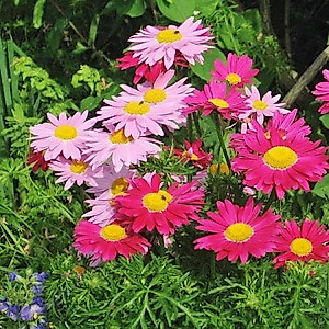 Daisy Seeds (Painted) - Robinsons Giant Mix - 1/4 Pound - Pink Flower Seeds, Attracts Bees, Attracts Butterflies, Attracts Pollinators, Easy to Grow & Maintain, Extended Bloom Time, Fast Growing