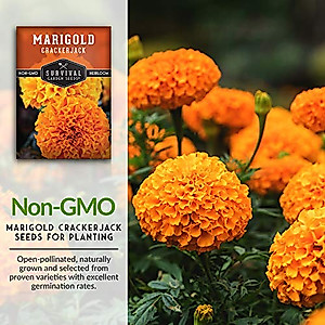 Survival Garden Seeds - Crackerjack Marigold Seed for Planting - Packet with Instructions to Plant and Grow in Your Home Vegetable Garden - Non-GMO Heirloom Variety