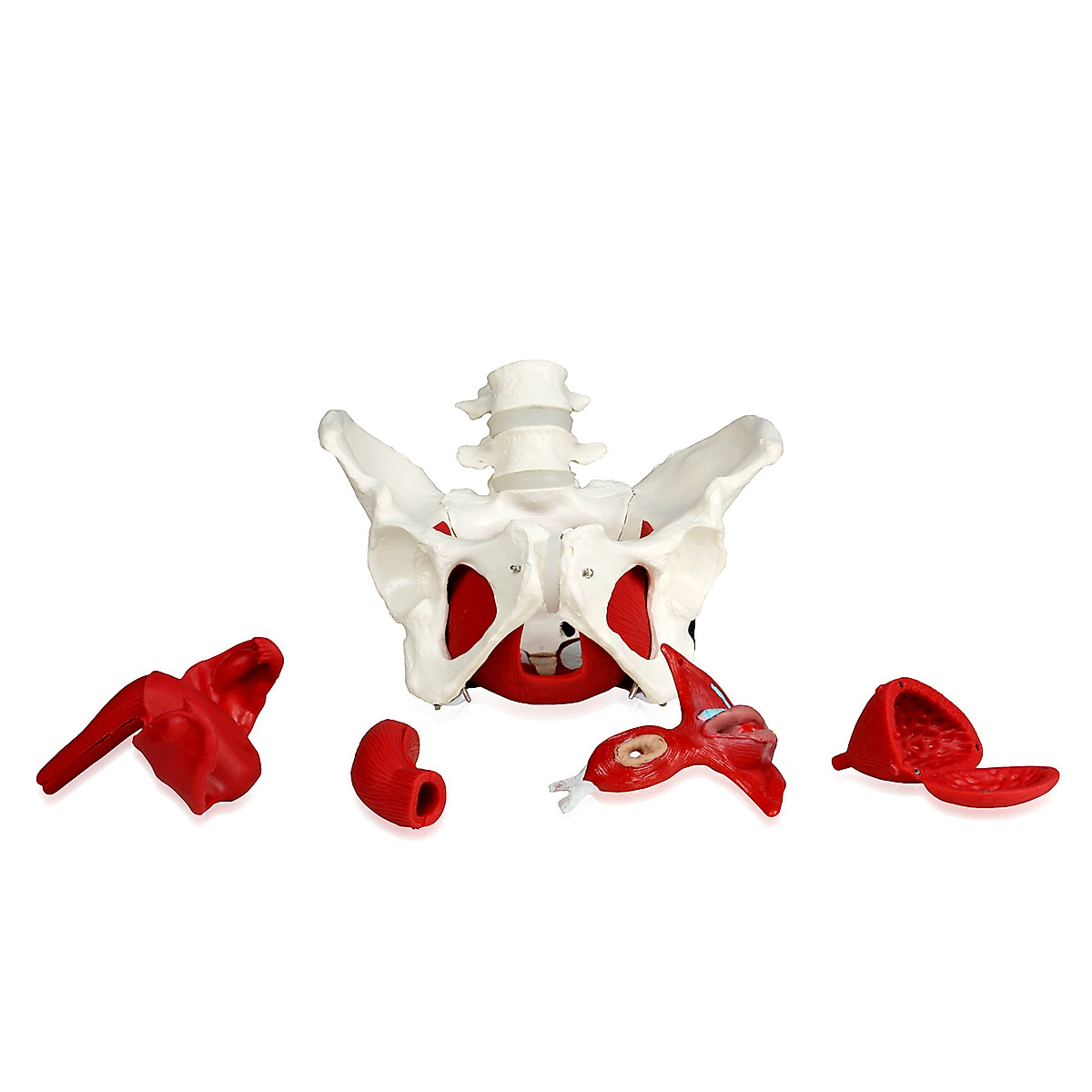 Jackson Global JS00024 Female Pelvis with Organs | Removable Organs Include Uterus, Colon and Bladder | Includes Detailed Instruction Manual