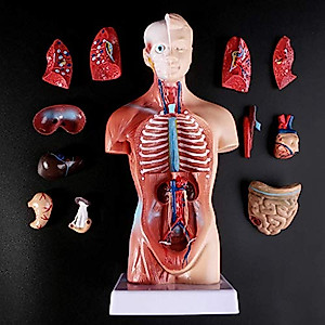 Human Torso Body Model Anatomy Anatomical Internal Organs for Teaching