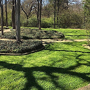 Outsidepride Perennial White Miniclover® Lawn Clover & Ground Cover Seeds - 1 LB