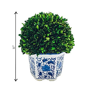 Galt International Preserved Natural Boxwood in Ceramic Pot - Plant and Table Centerpiece - Stunning Greenery and Plant Decor for Home - Blue & White 11"