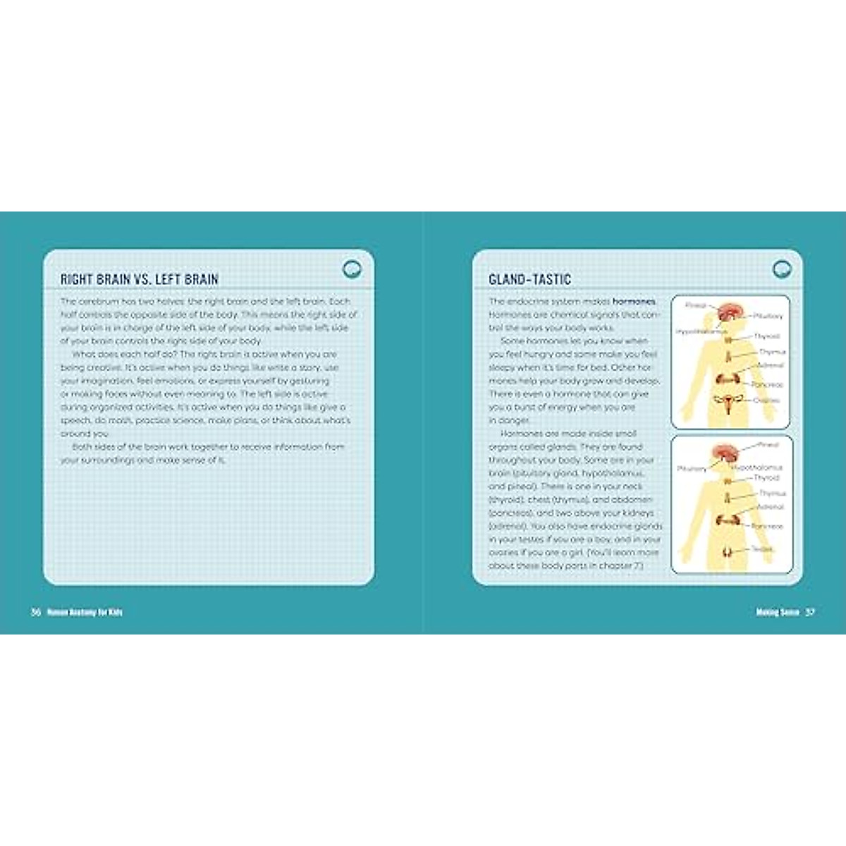 Human Anatomy for Kids: A Junior Scientist's Guide to How We Move, Breathe, and Grow